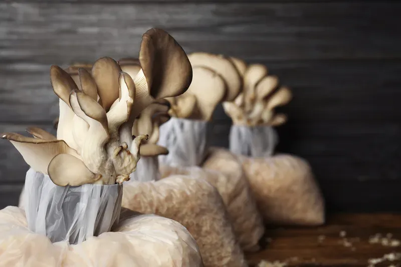 The Adventures of Identifying and Growing Your Own Mushrooms
